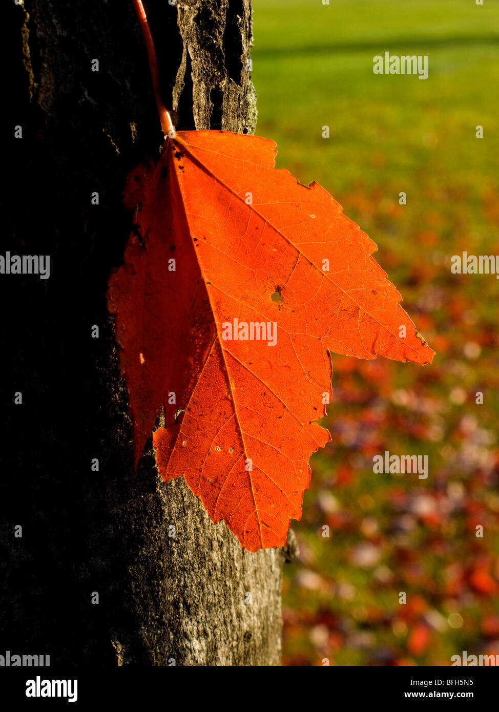 Maple leaf hanging from tree trunk Stock Photo - Alamy