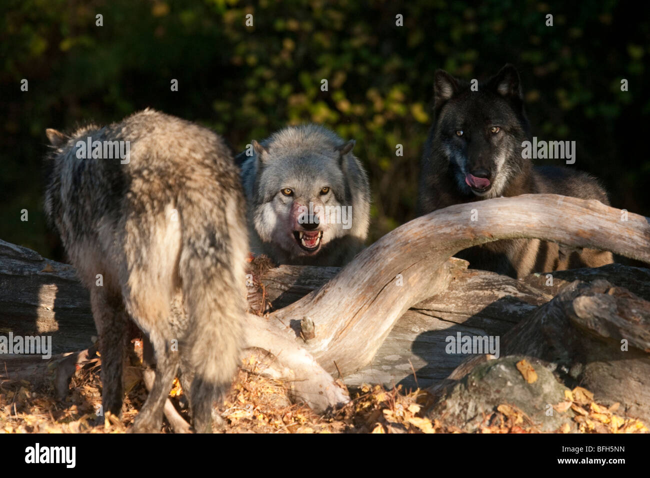 Wolf bares its fangs at another member of the pack Stock Photo - Alamy