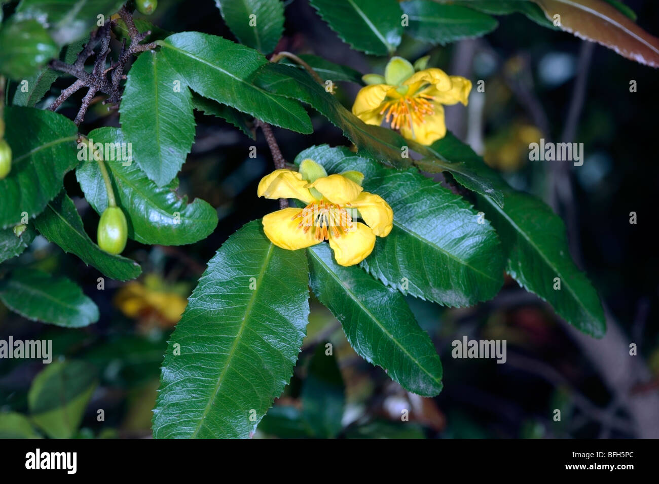 Ochna hi-res stock photography and images - Alamy