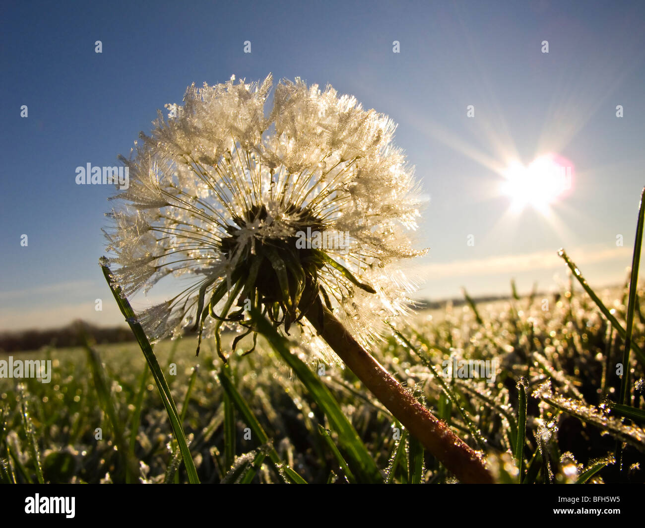 Dandelion shape hi-res stock photography and images - Alamy