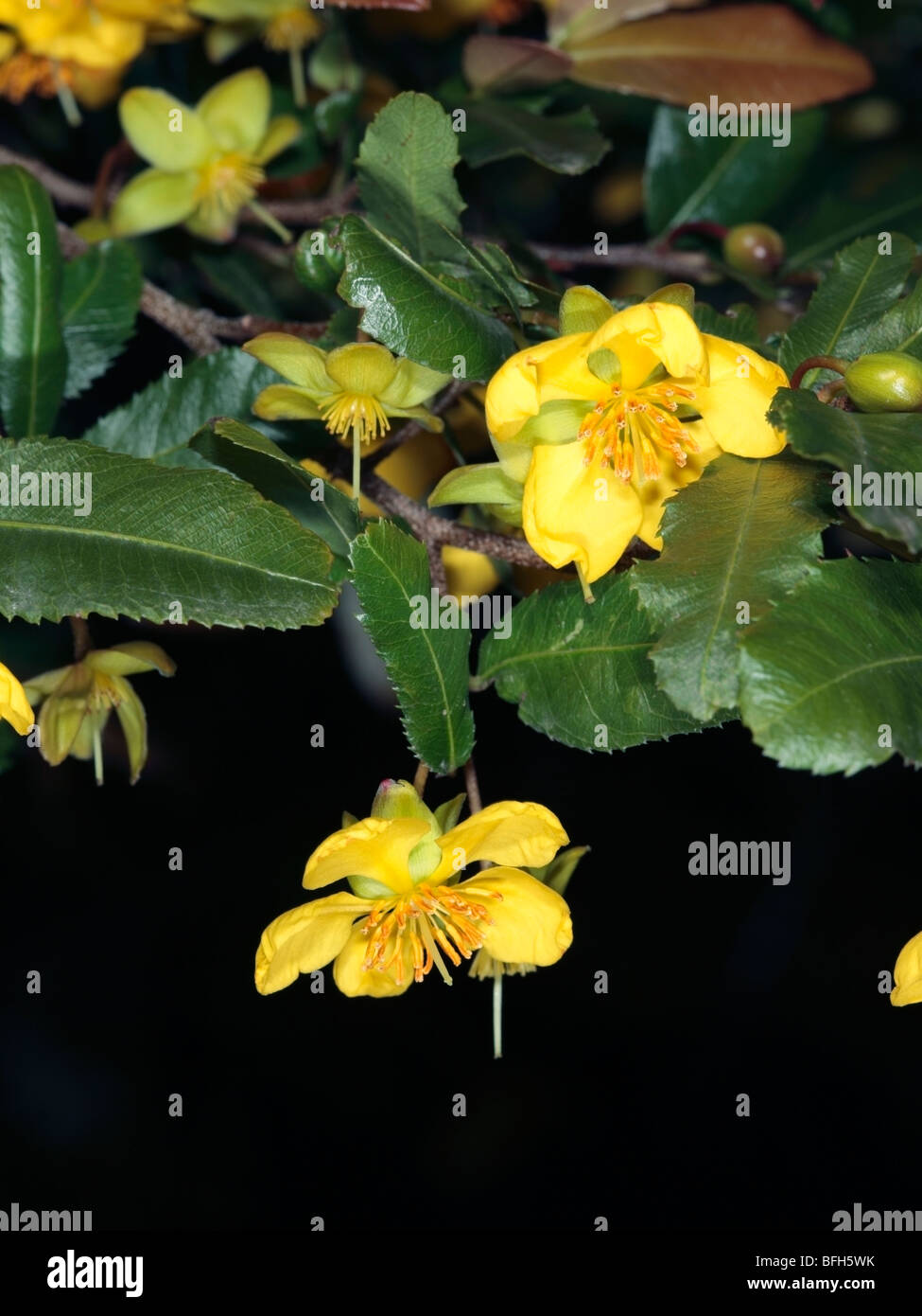 Carnival Bush/Small-leaved Plane/ Large-flowered Ochna- Ochna purpurea ...