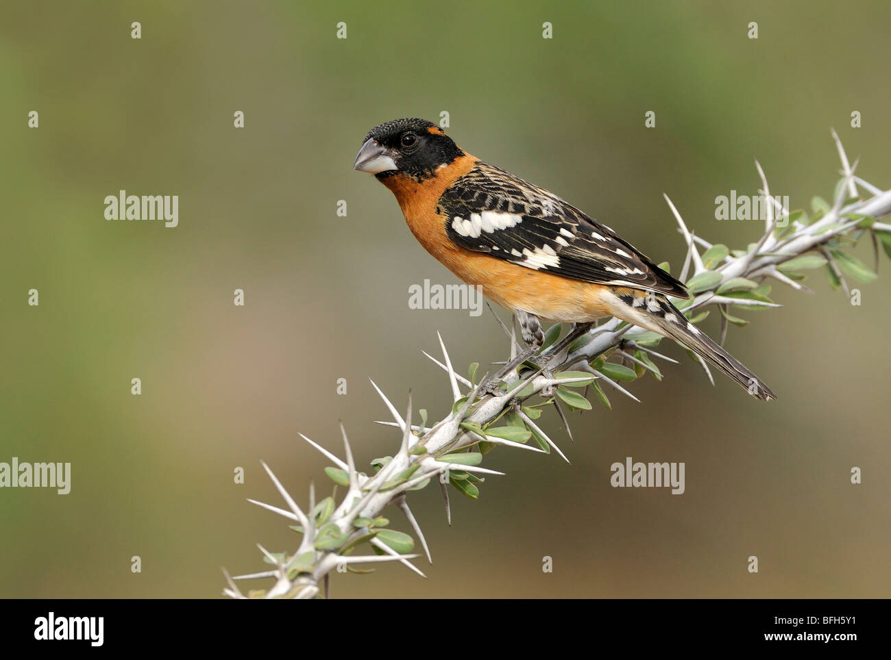 Male Black-headed Grosbeak (Pheucticus melanocephalus) at Elephant Head ...