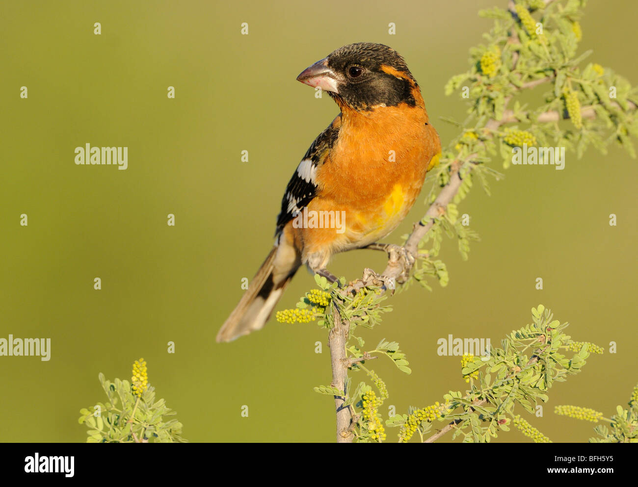 Male Black-headed Grosbeak (Pheucticus melanocephalus) at Elephant Head ...
