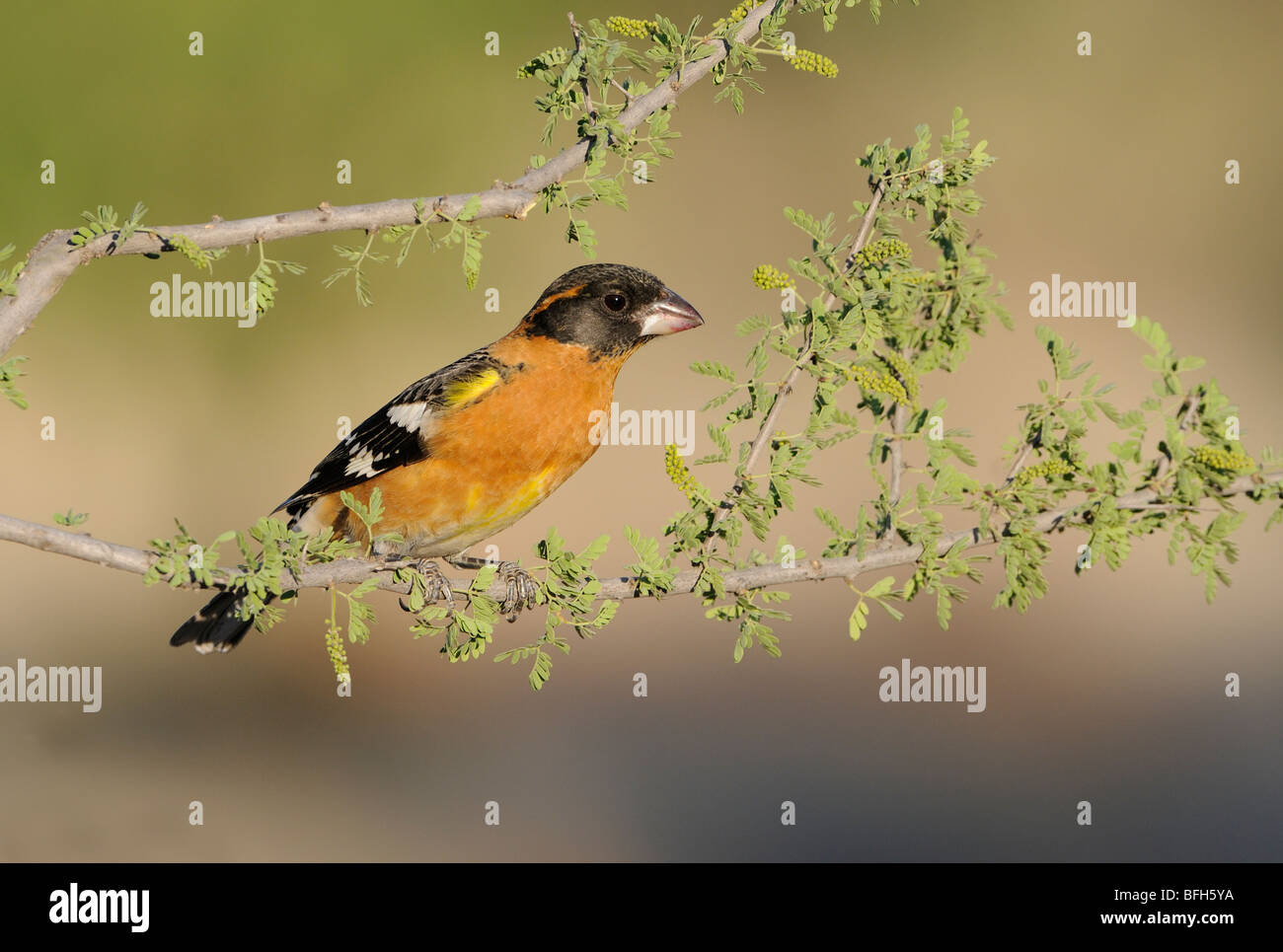 Male Black-headed Grosbeak (Pheucticus melanocephalus) at Elephant Head ...