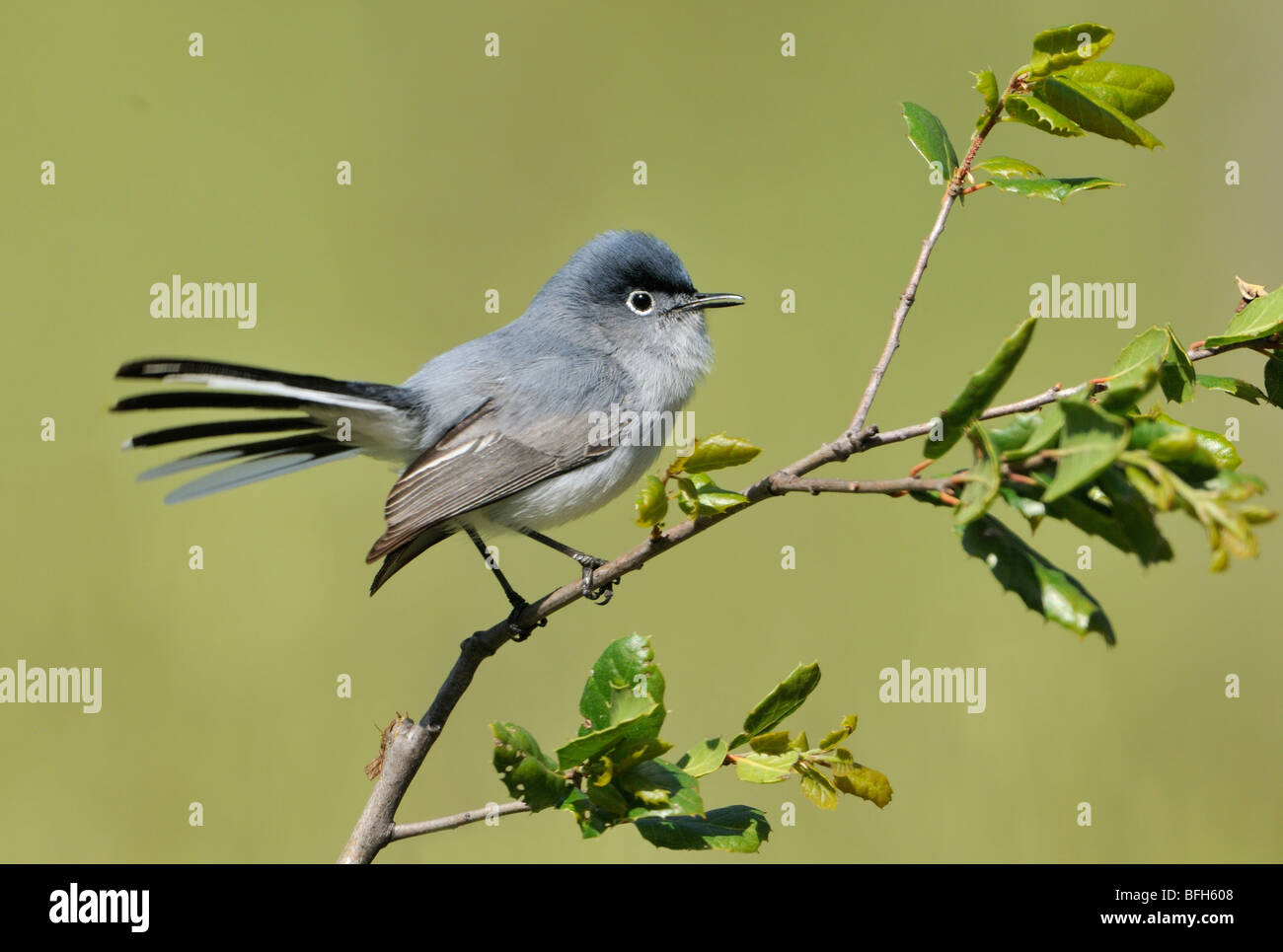 California gnatcatchers hi-res stock photography and images - Alamy