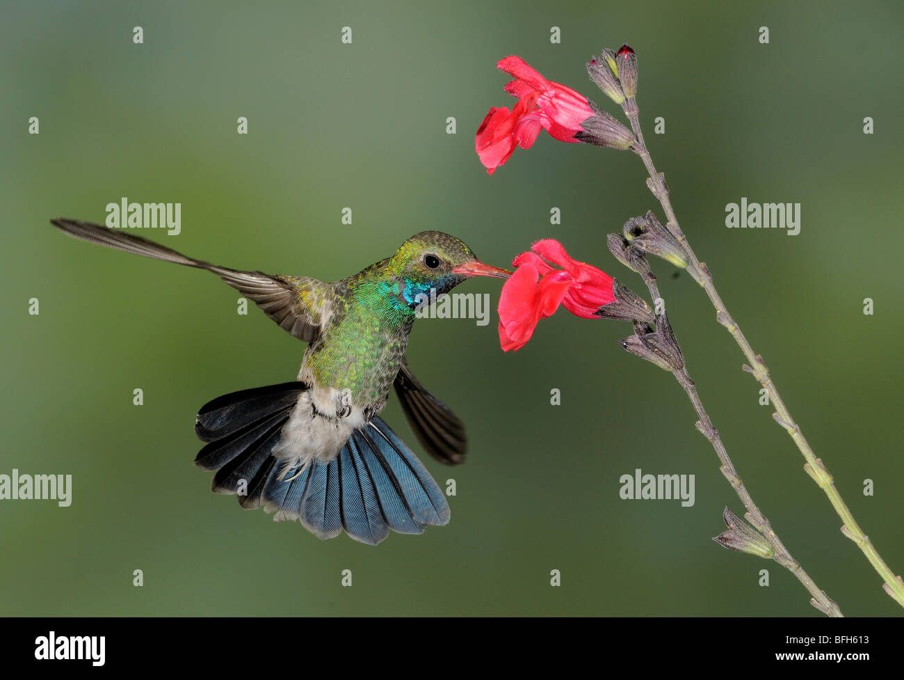 Hummingbird pollen hi-res stock photography and images - Alamy