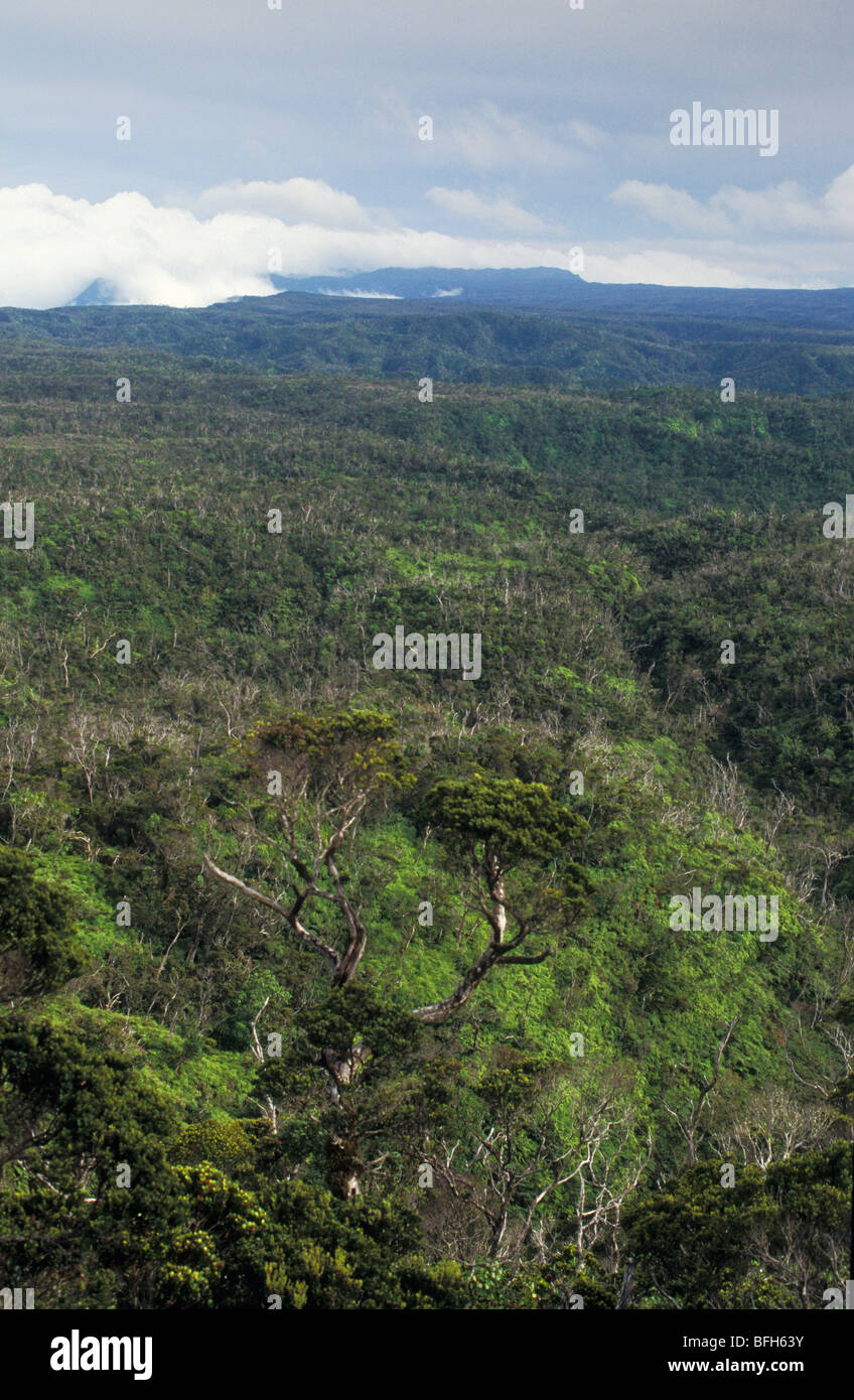 Rainforest and view over Alakai Swamp towards Mount Waialeale from ...