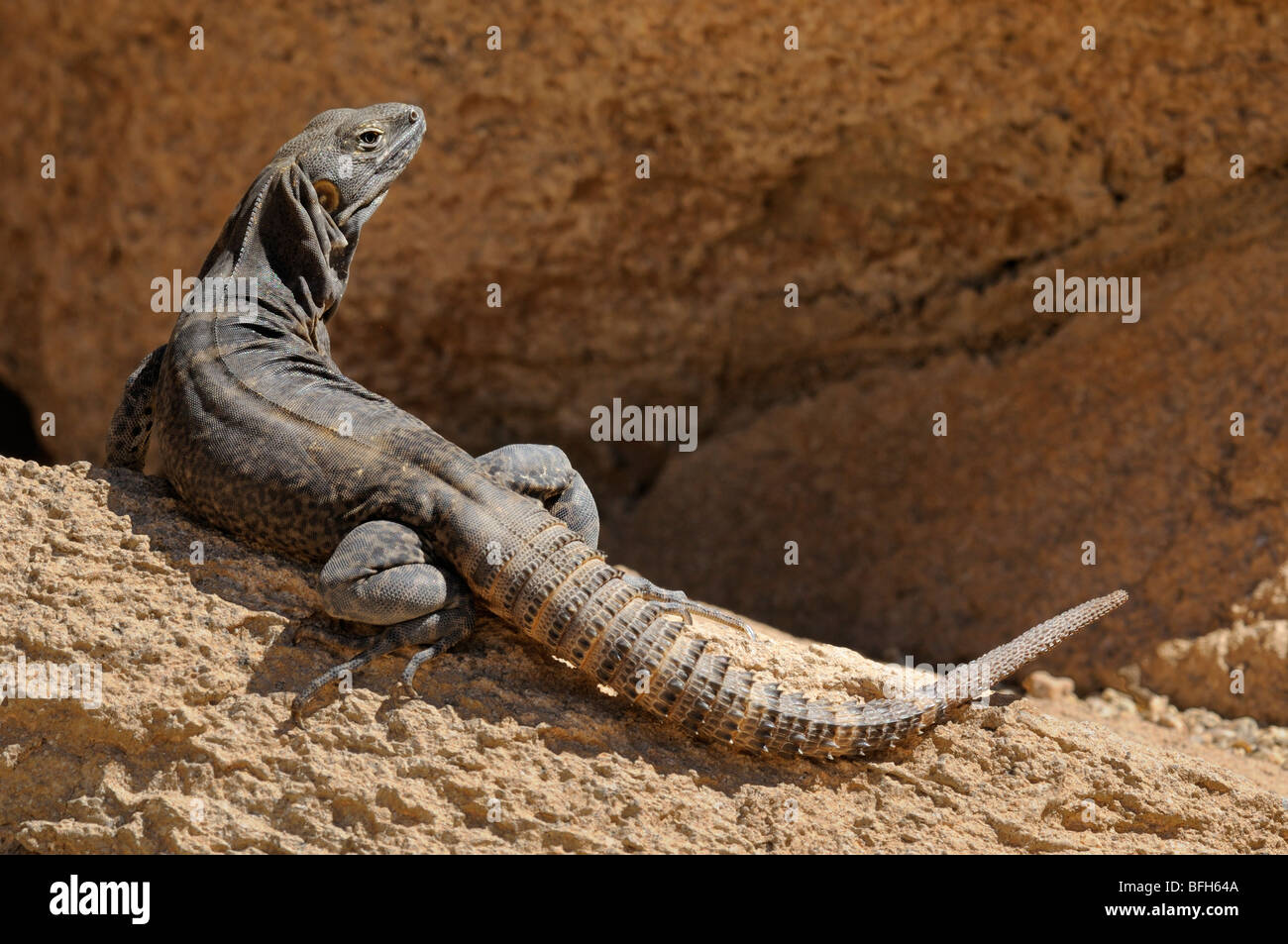 Cape Spiny-tailed Iguana (Ctenosaura Hemilopha) at the Sonoran Desert ...