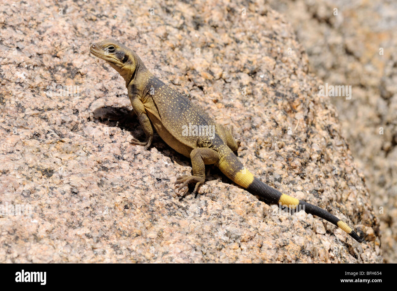 Common Chuckwalla at Joshua Tree Park, California, USA Stock Photo - Alamy