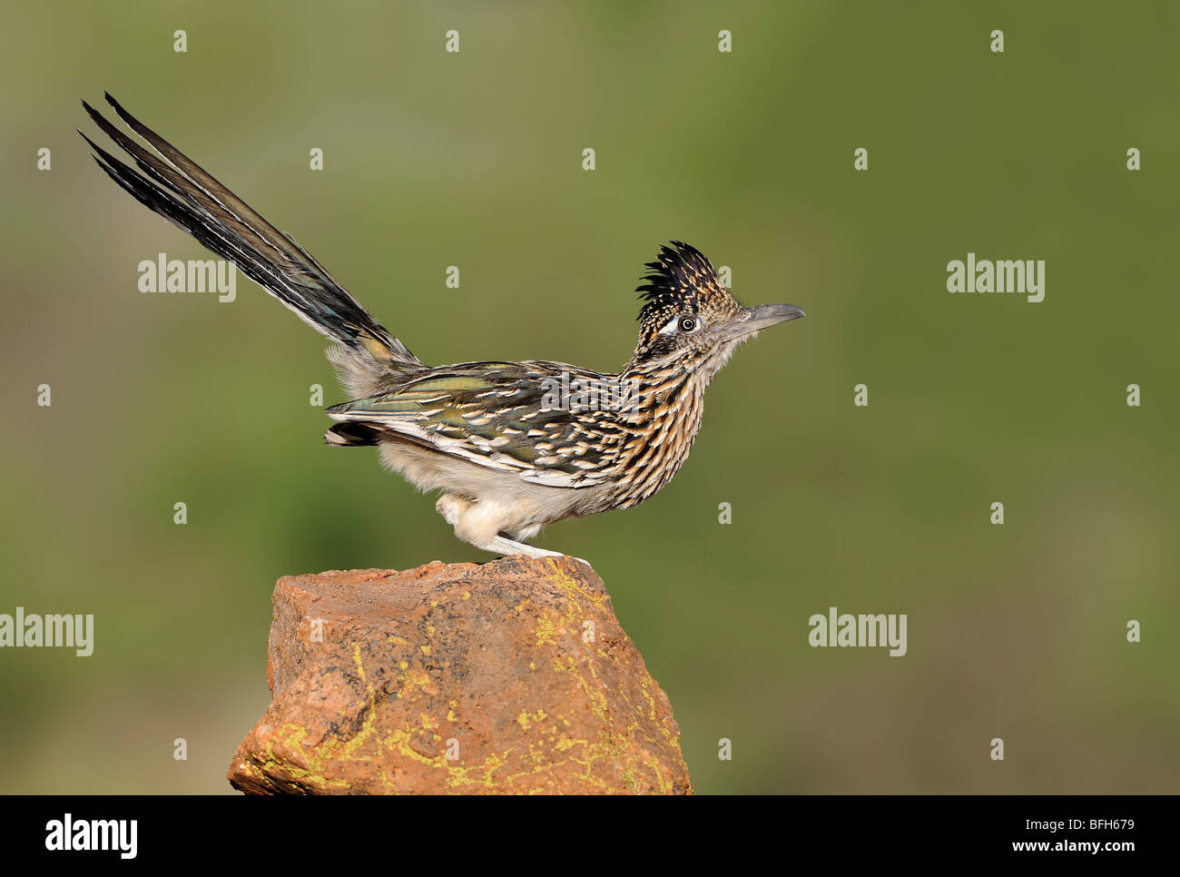 Great roadrunner hi-res stock photography and images - Alamy