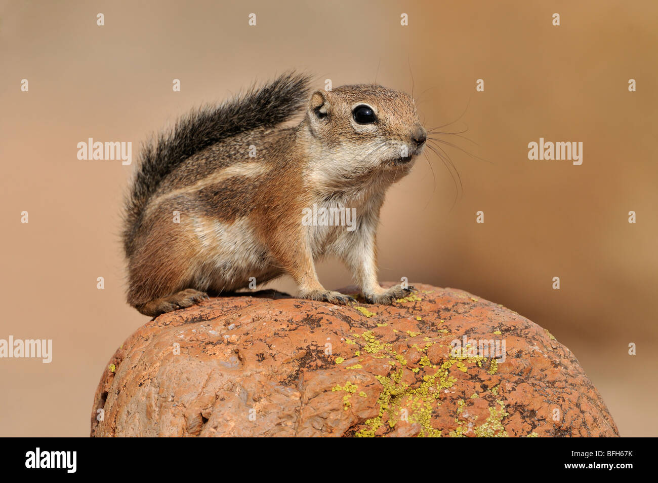 Antelope ground squirrels hi-res stock photography and images - Alamy
