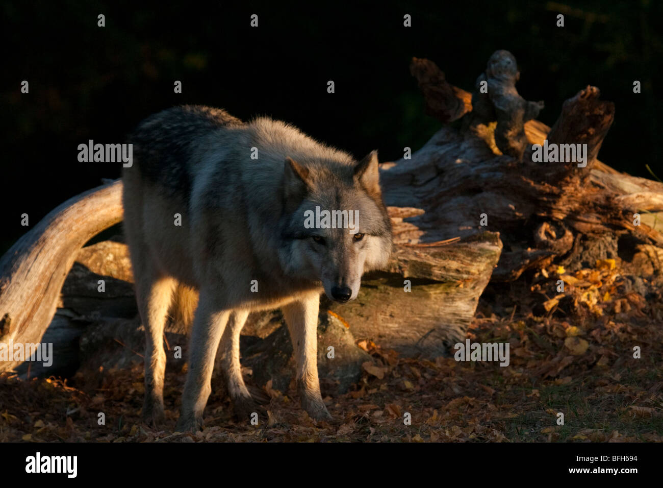 Portrait of a timber wolf at sunset Stock Photo - Alamy