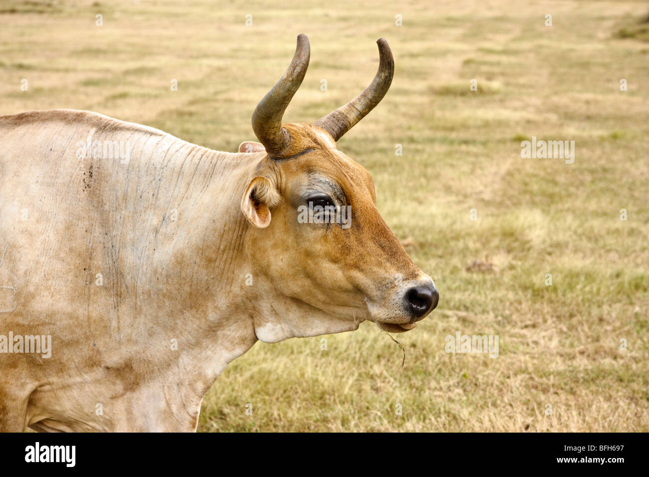 Cuban cattle hi-res stock photography and images - Alamy