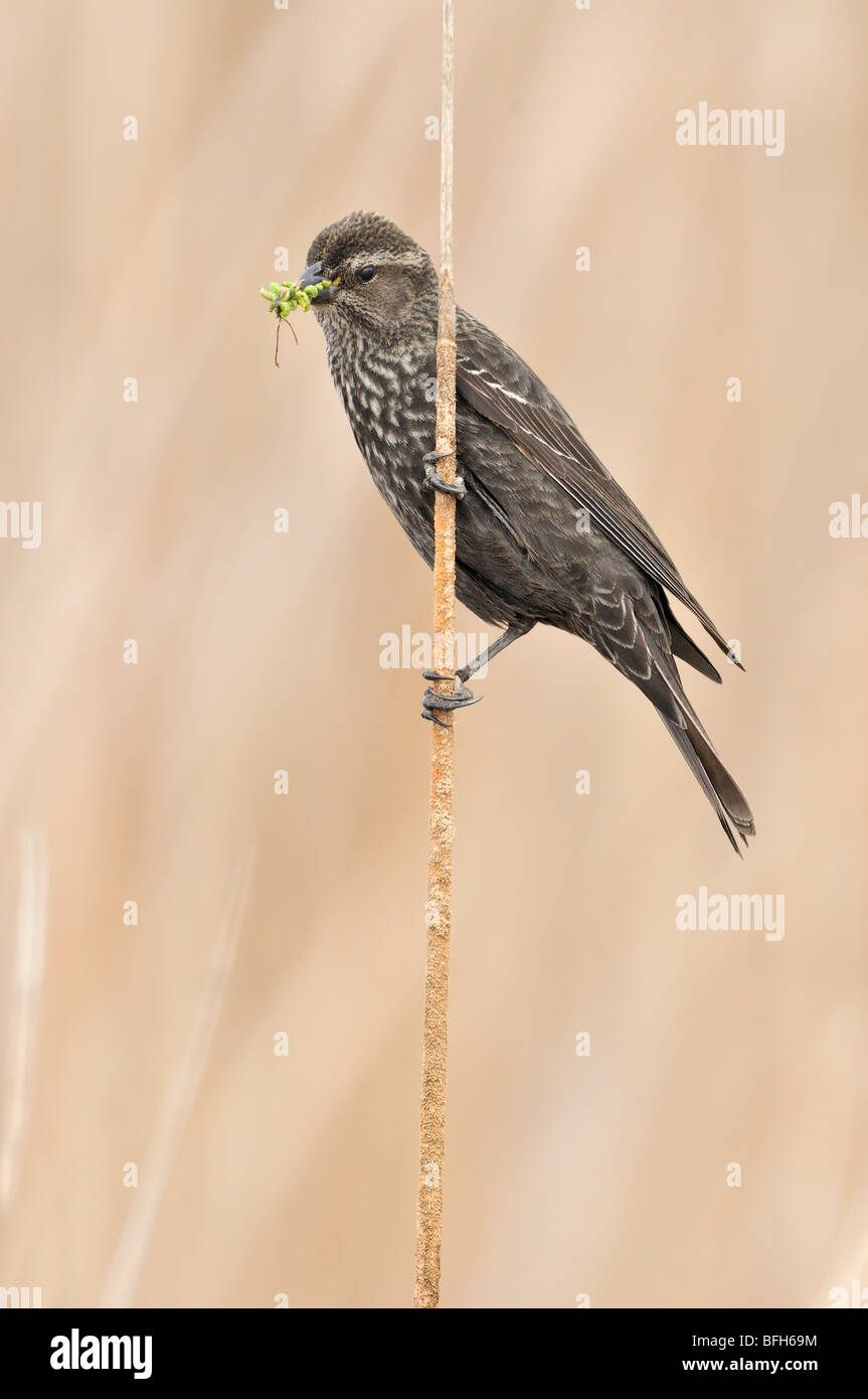 Tri-colored Blackbird (Agelaius tricolor) perched on reed at marsh nest ...