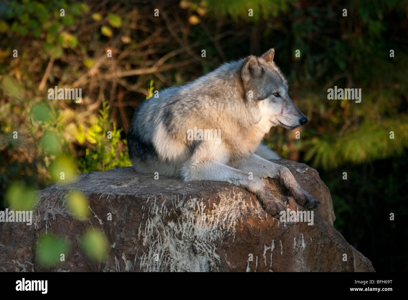 Timber wolf resting on a rock at sunset Stock Photo - Alamy