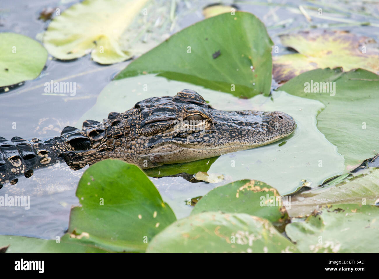 Young alligator in a small pond in Florida Stock Photo - Alamy