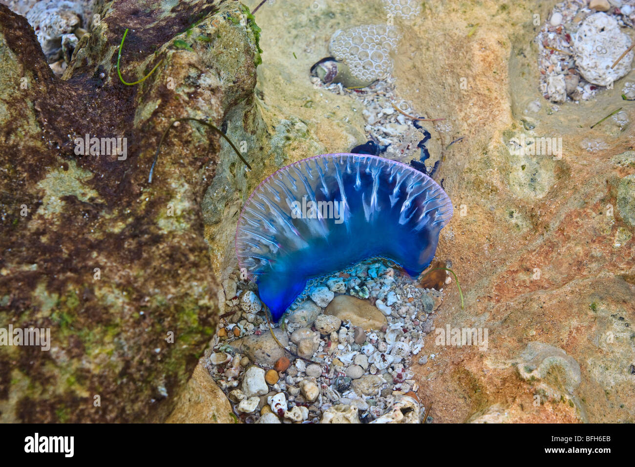 Physalia physalis Portuguese Man o'War Varadero Cuba Stock Photo - Alamy