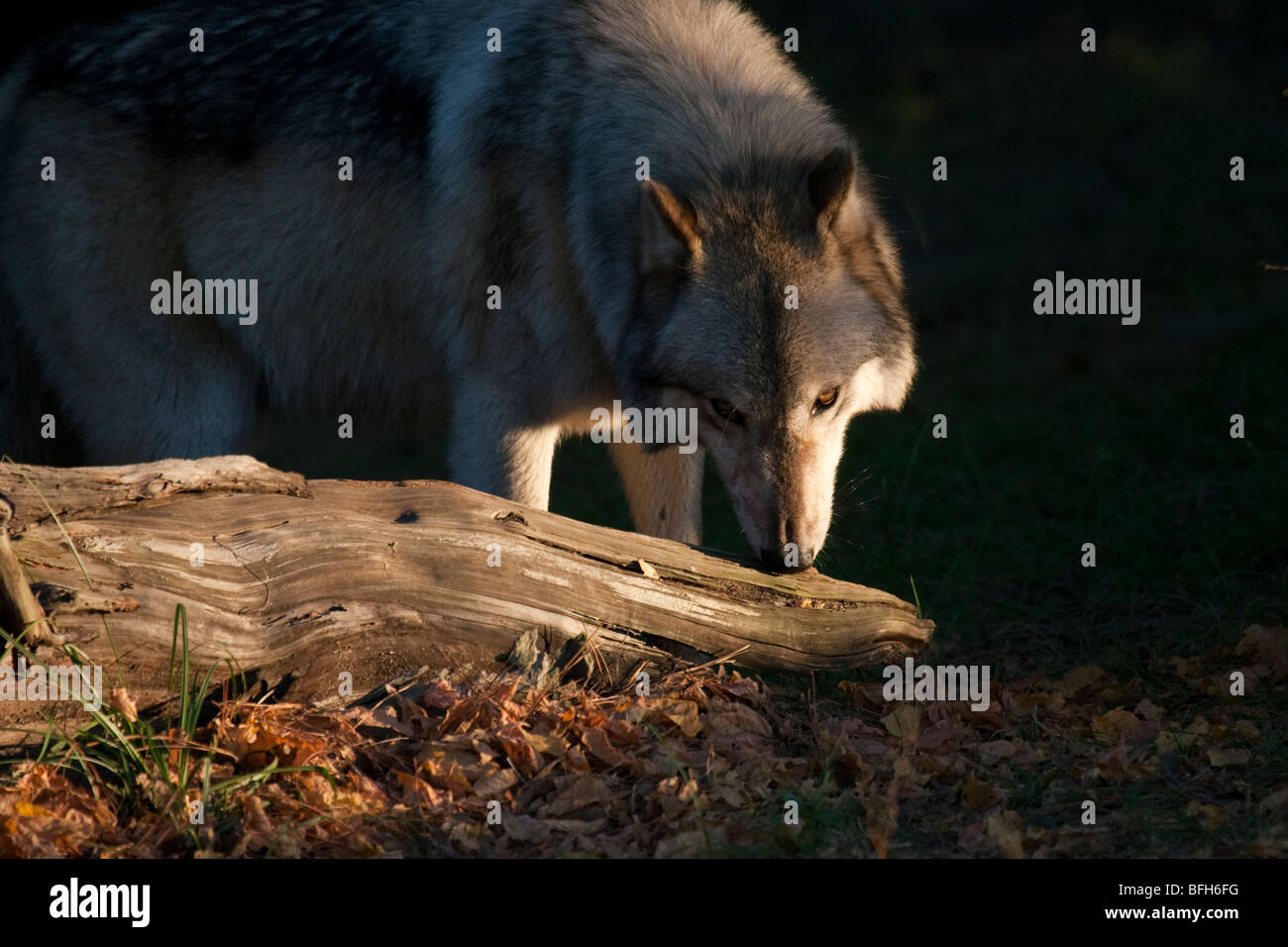 Wolf sniffing hi-res stock photography and images - Alamy