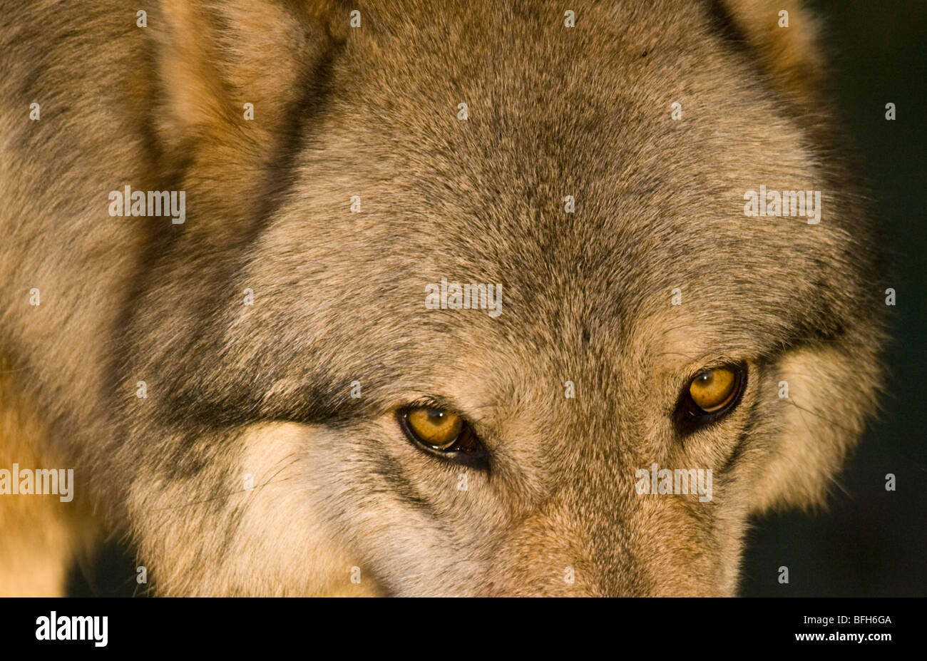 Closeup of the head of a timber wolf Stock Photo - Alamy