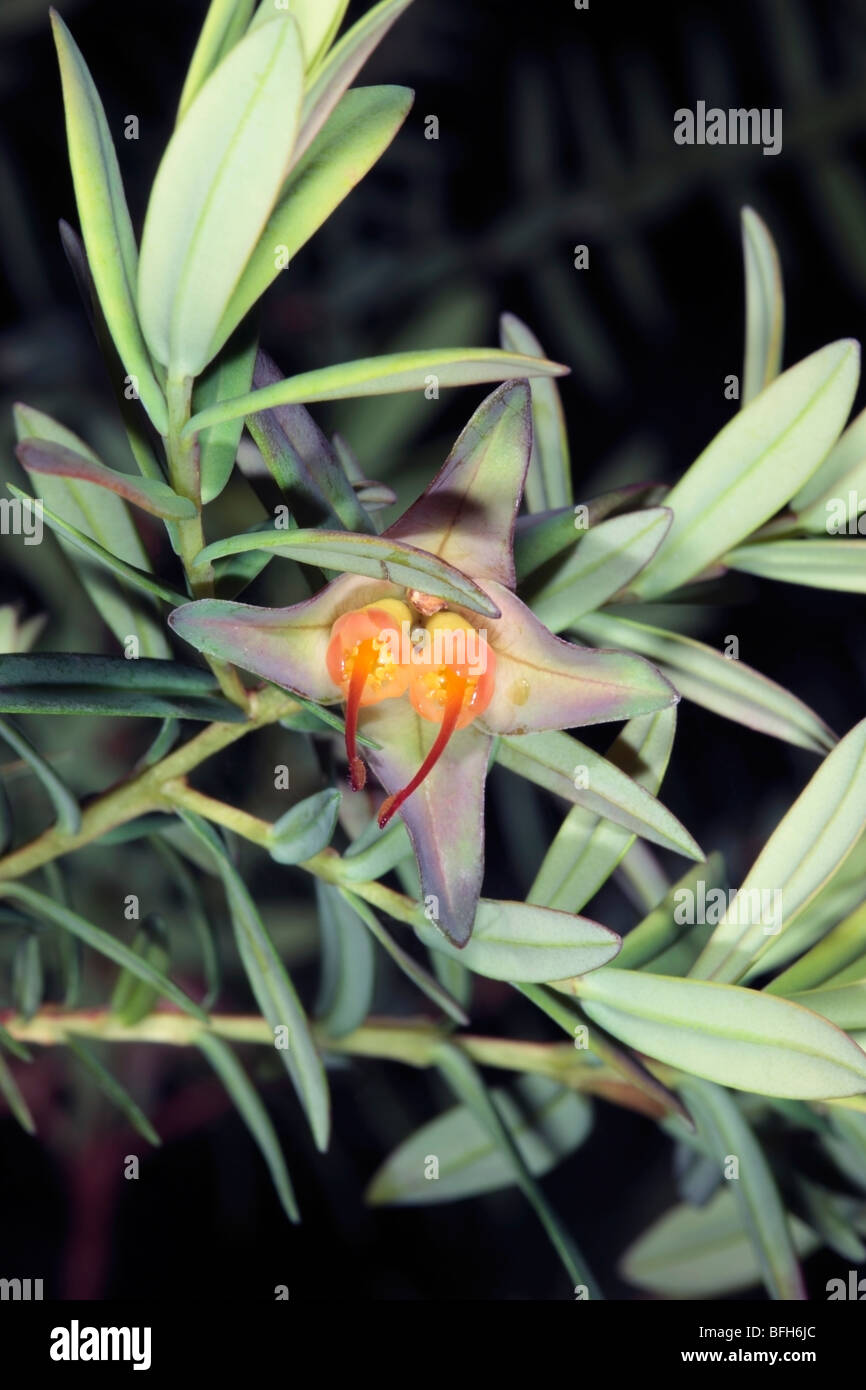 Close-up of Lemon-scented Myrtle flower- Darwinia citriodora- Family ...