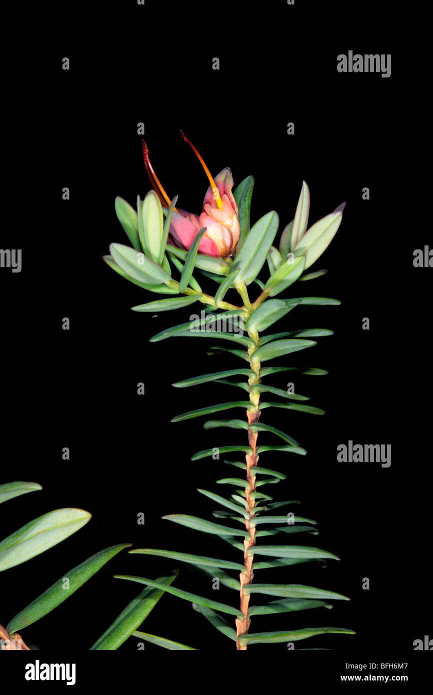 Close-up of Lemon-scented Myrtle flower- Darwinia citriodora- Family ...