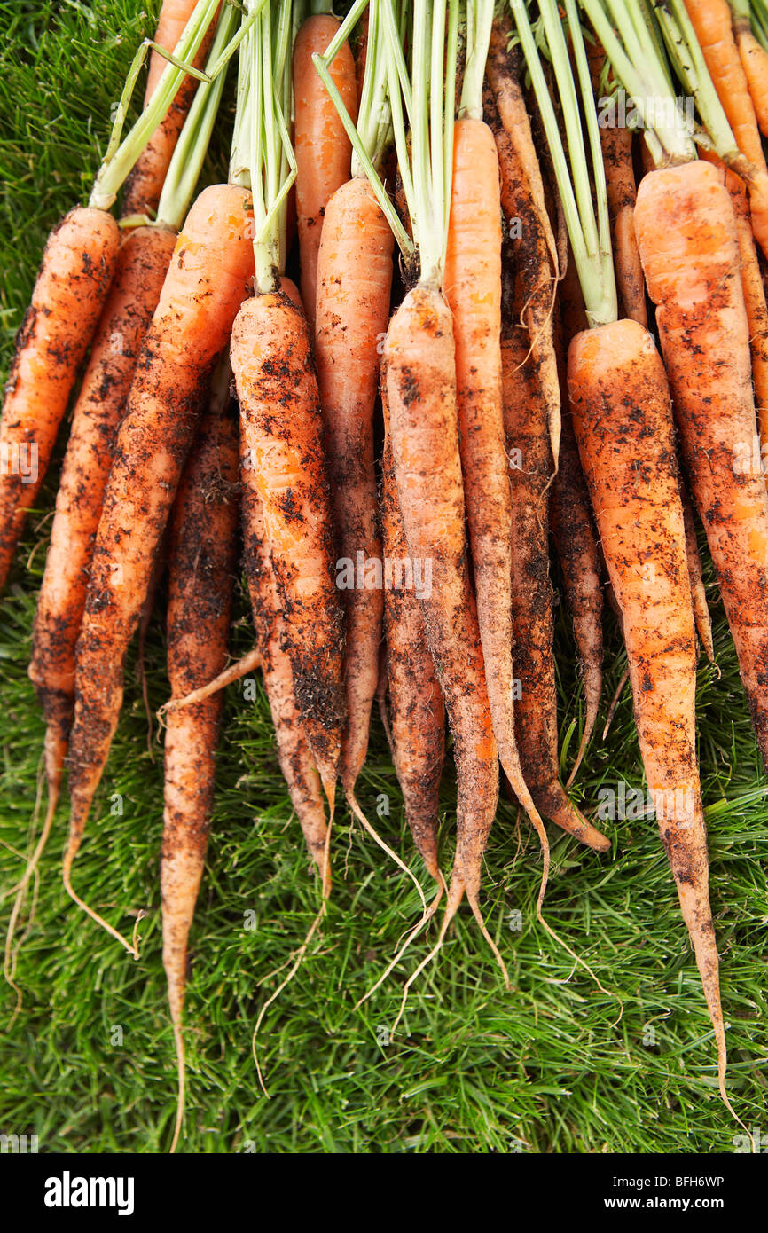 Freshly picked carrots on lawn Stock Photo - Alamy