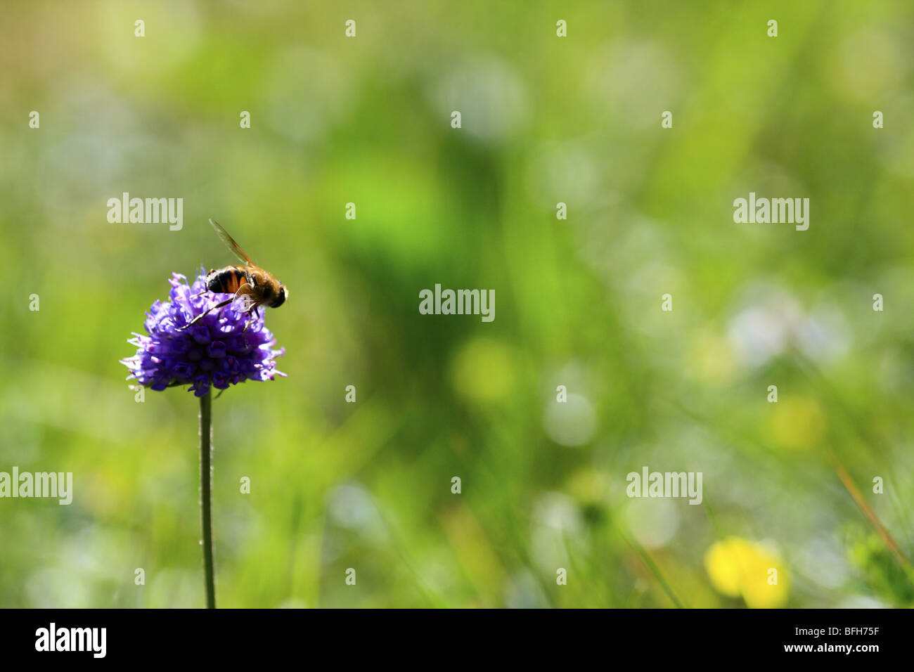 Red clover bee hi-res stock photography and images - Alamy