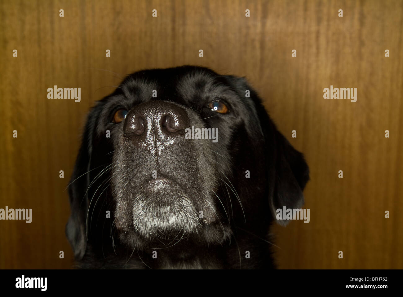 Close-up of Black Labrador head Stock Photo - Alamy