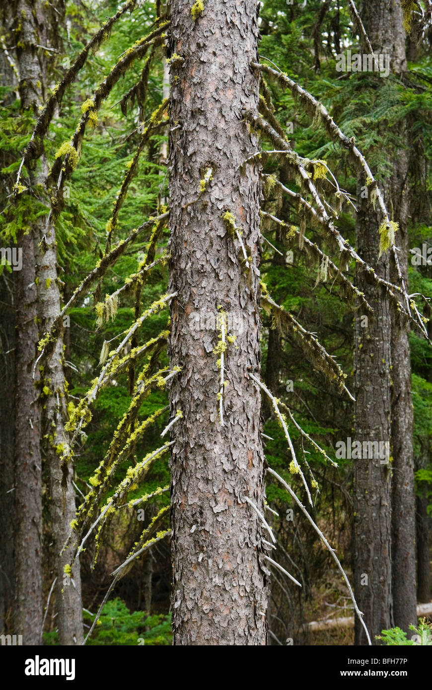 Spruce Tree Trunk Washington Stock Photos & Spruce Tree Trunk ...
