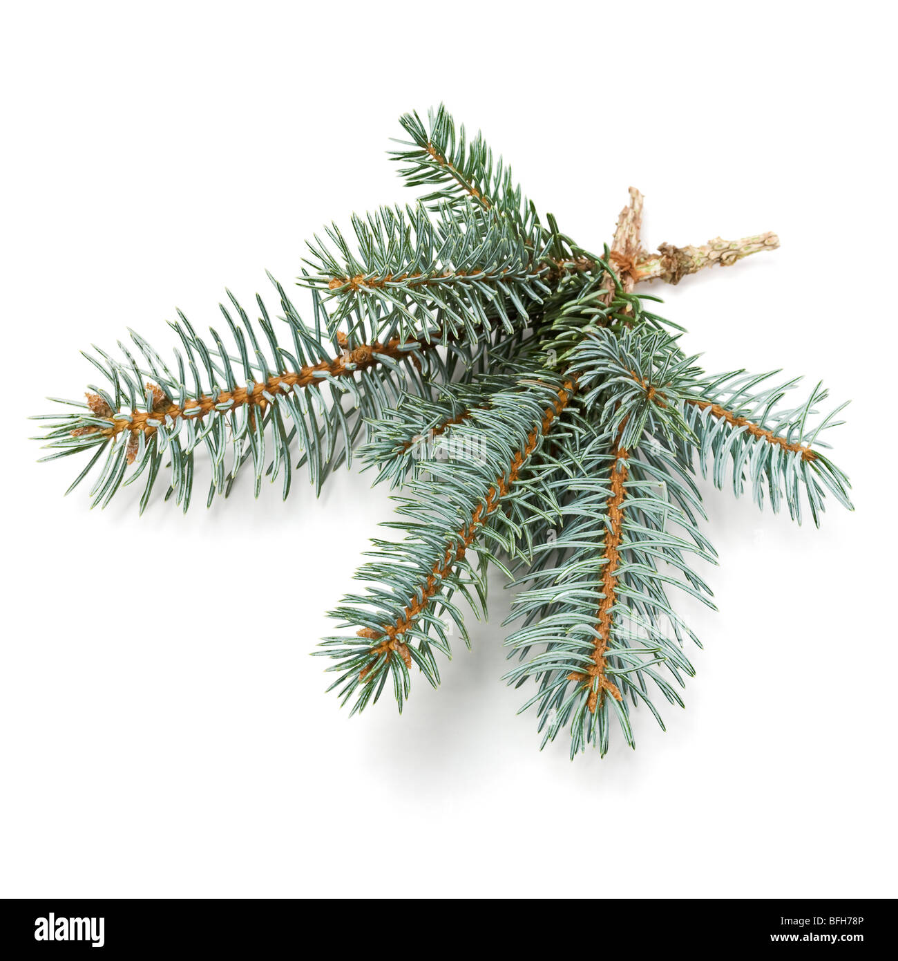 Branch blue spruce on Cut Out Stock Images & Pictures - Alamy