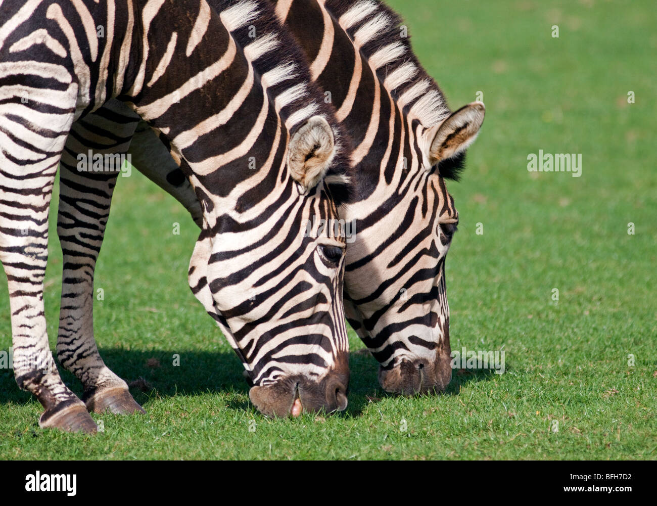 Two Chapman's Zebra (equus quagga chapmani) grazing Stock Photo - Alamy
