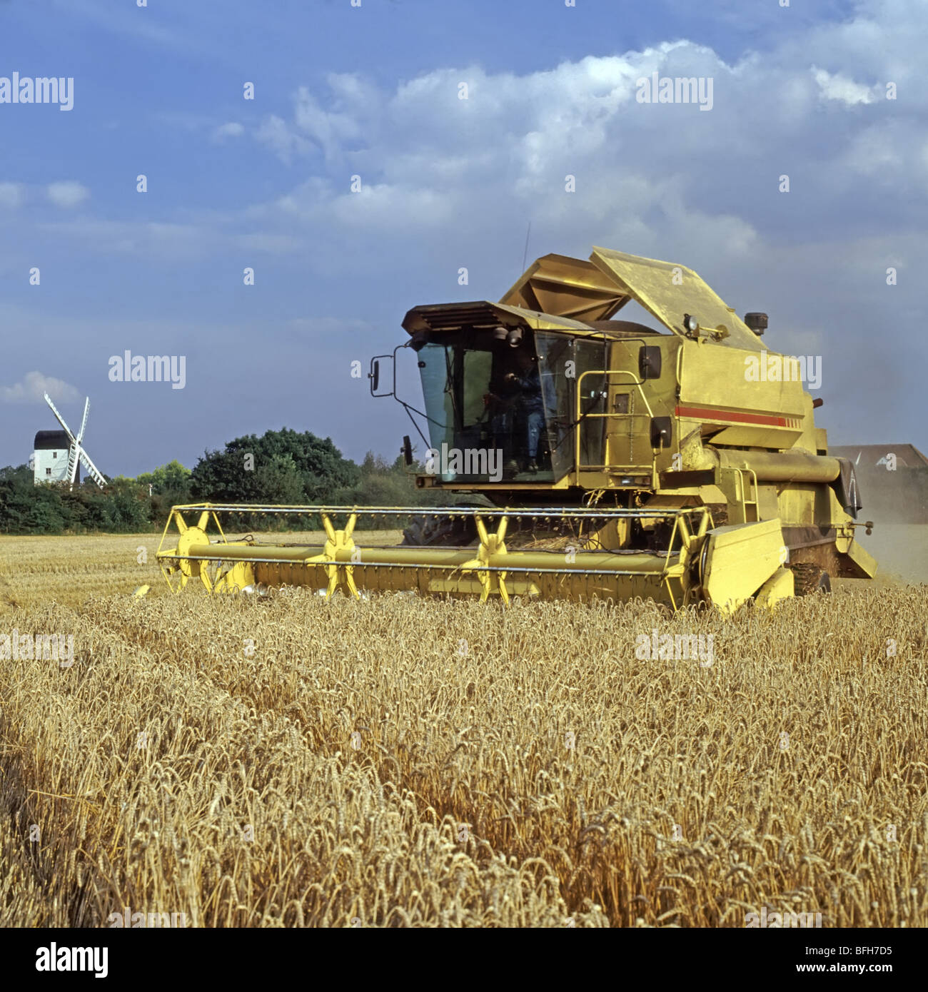 Farmer driving yellow combine harvester reaping threshing & winnowing ...