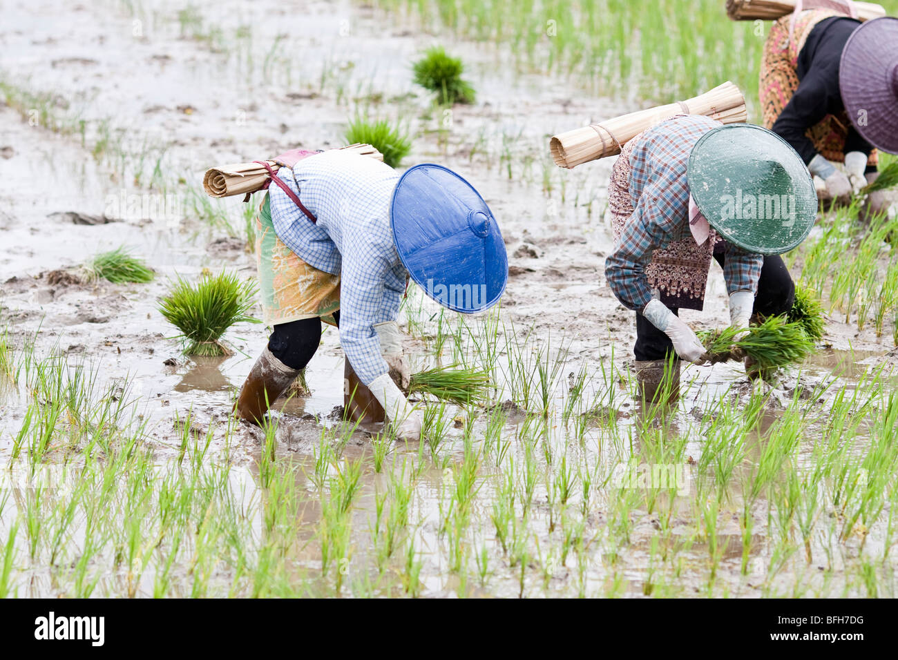Women planting rice in Eastern Shan state, Myanmar Stock Photo - Alamy
