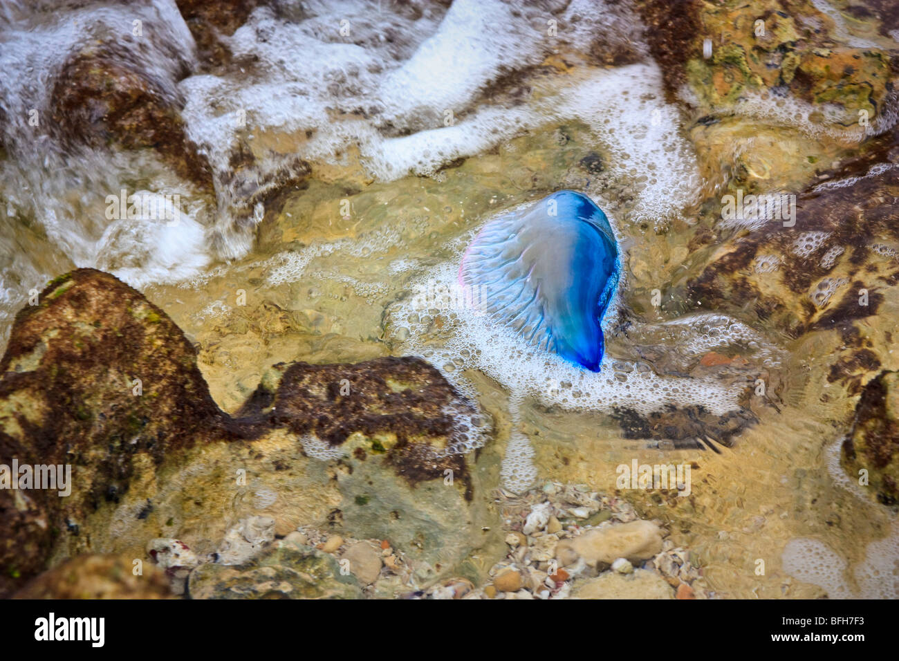 Physalia High Resolution Stock Photography and Images - Alamy