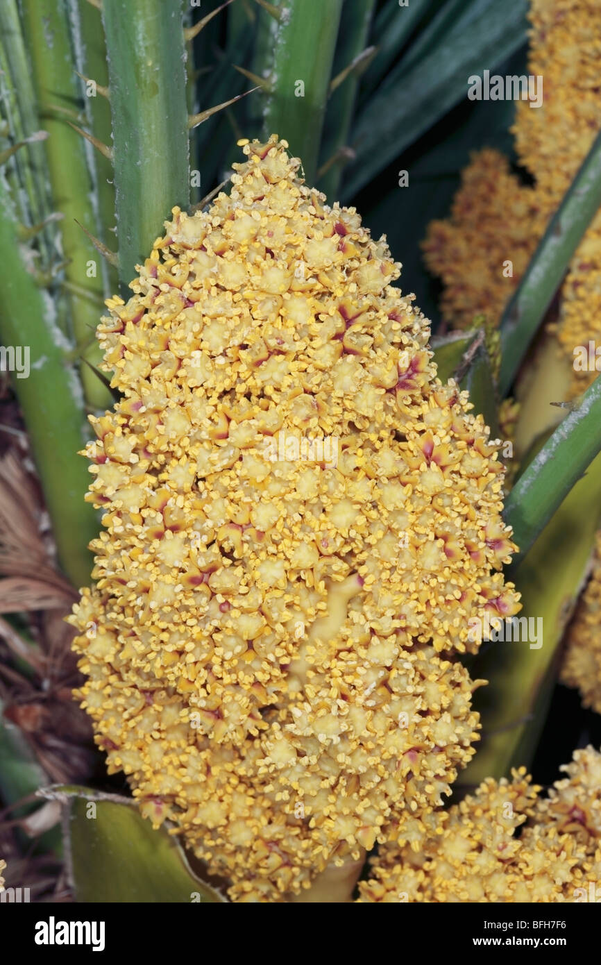 Close-up of flower of the Mediterranean Fan Palm- Chaemerops humilis ...