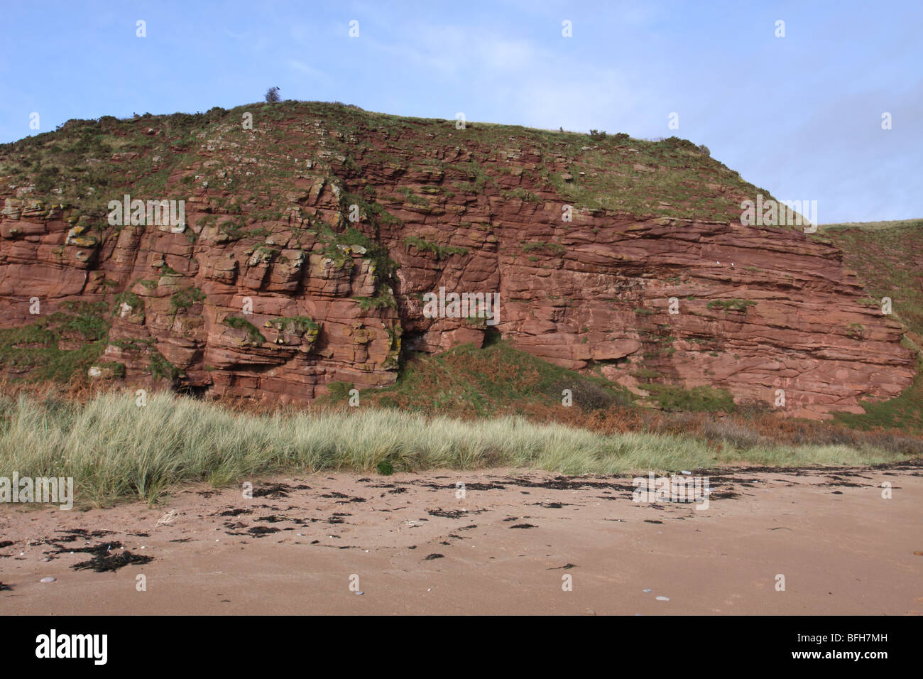 red sandstone cliffs and golden sand Carlingheugh Bay Angus Scotland ...