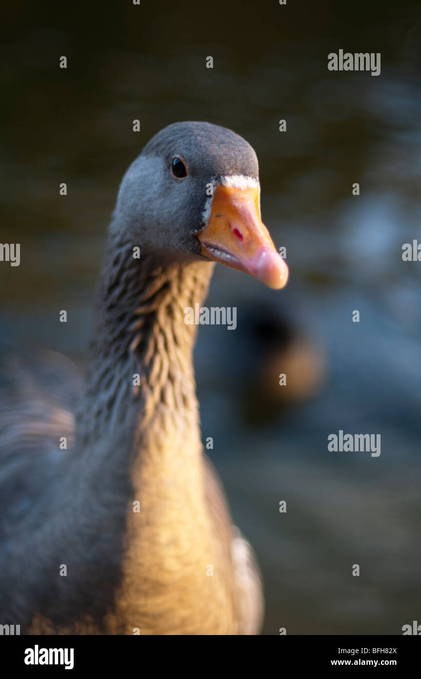 Staring into the sunset hi-res stock photography and images - Alamy