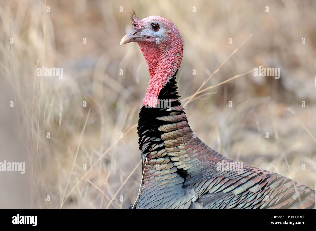 Male Wild Turkey (Meleagris gallopavo) at Madera Canyon, Arizona, USA ...