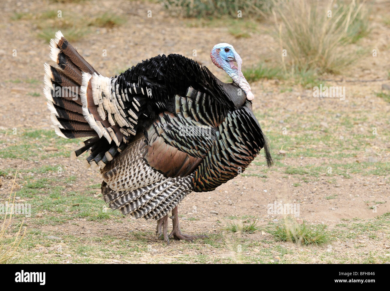 Male Wild Turkey (Meleagris gallopavo) at Madera Canyon, Arizona, USA ...