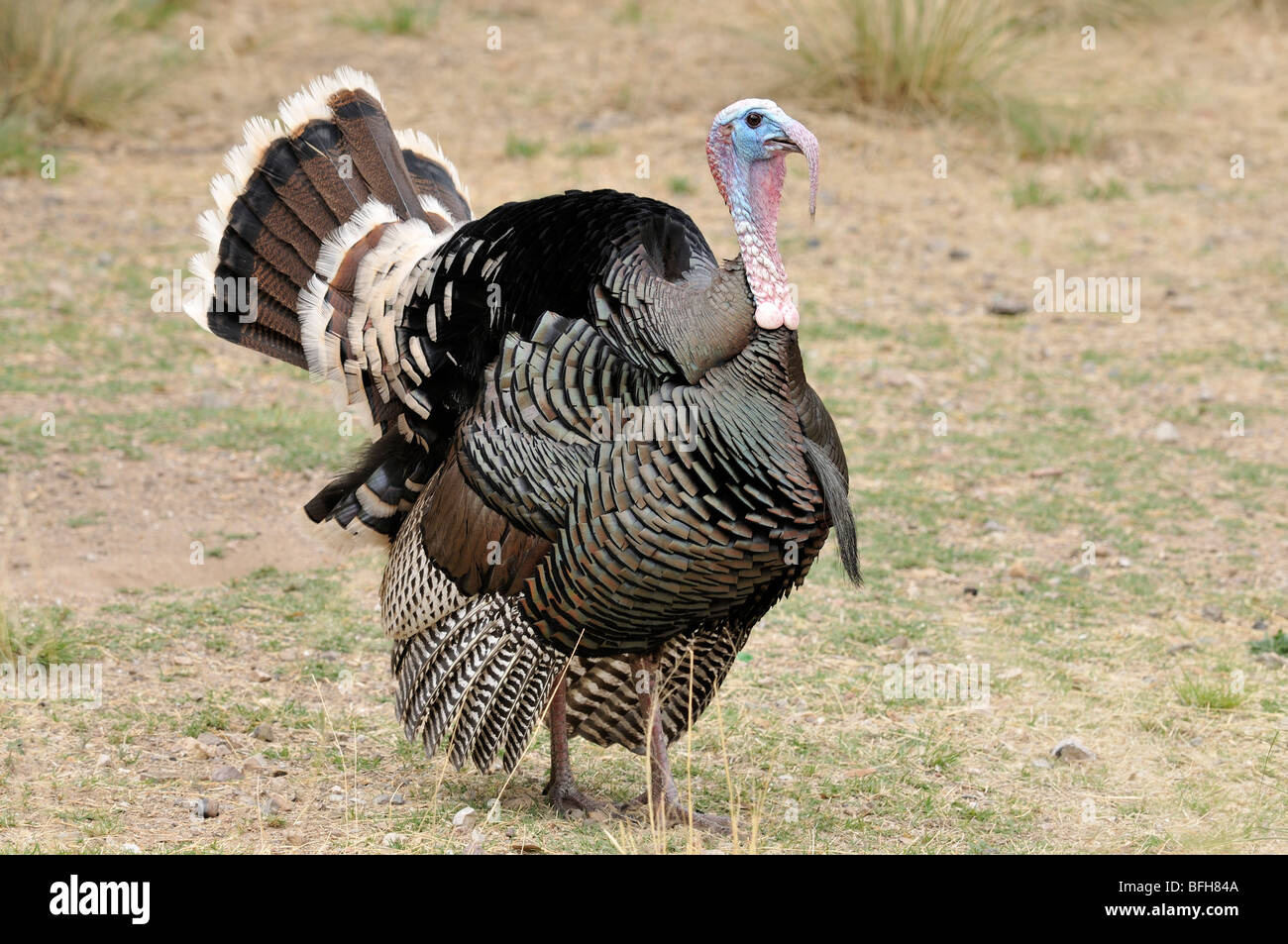 Male Wild Turkey (Meleagris gallopavo) at Madera Canyon, Arizona, USA ...