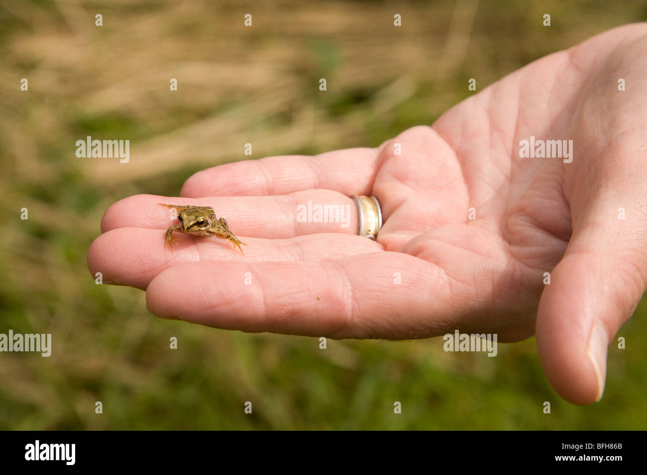 Irish frog hi-res stock photography and images - Alamy