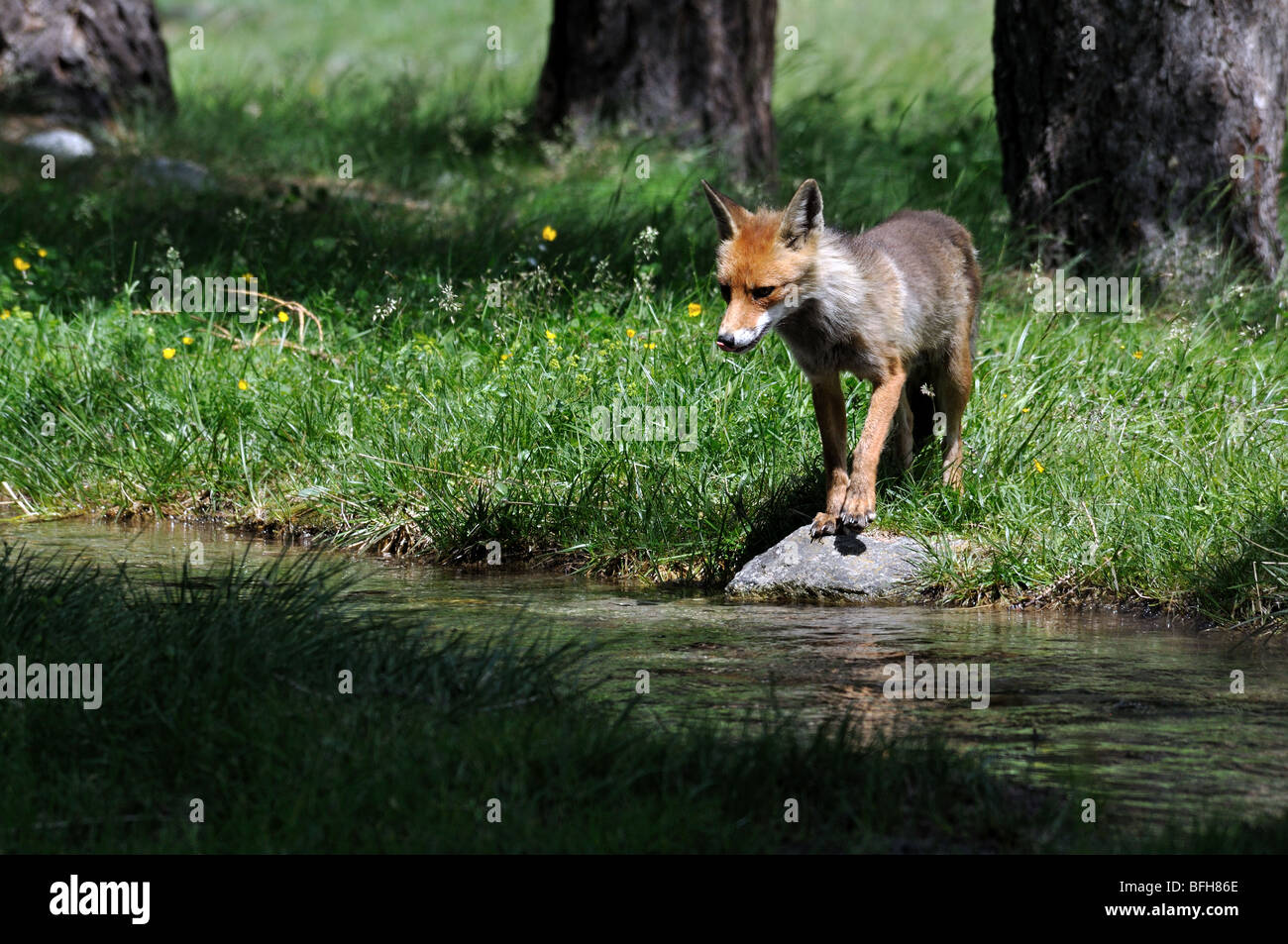 fox red Vulpes vulpes canidae mammal mountain torrente creek wood Italy ...