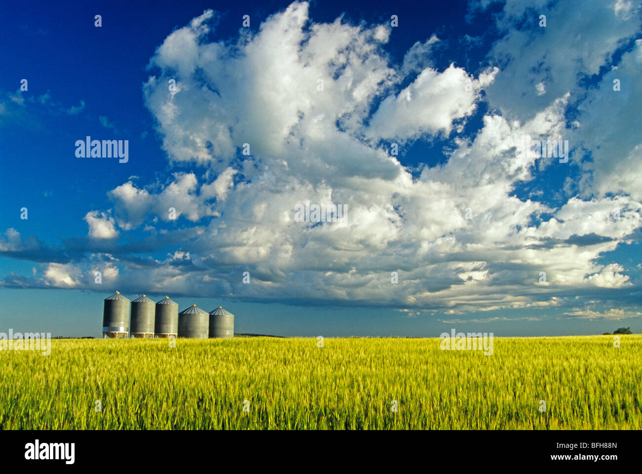 Field of barley with developing cumulo-nimbus clouds and grain storage ...