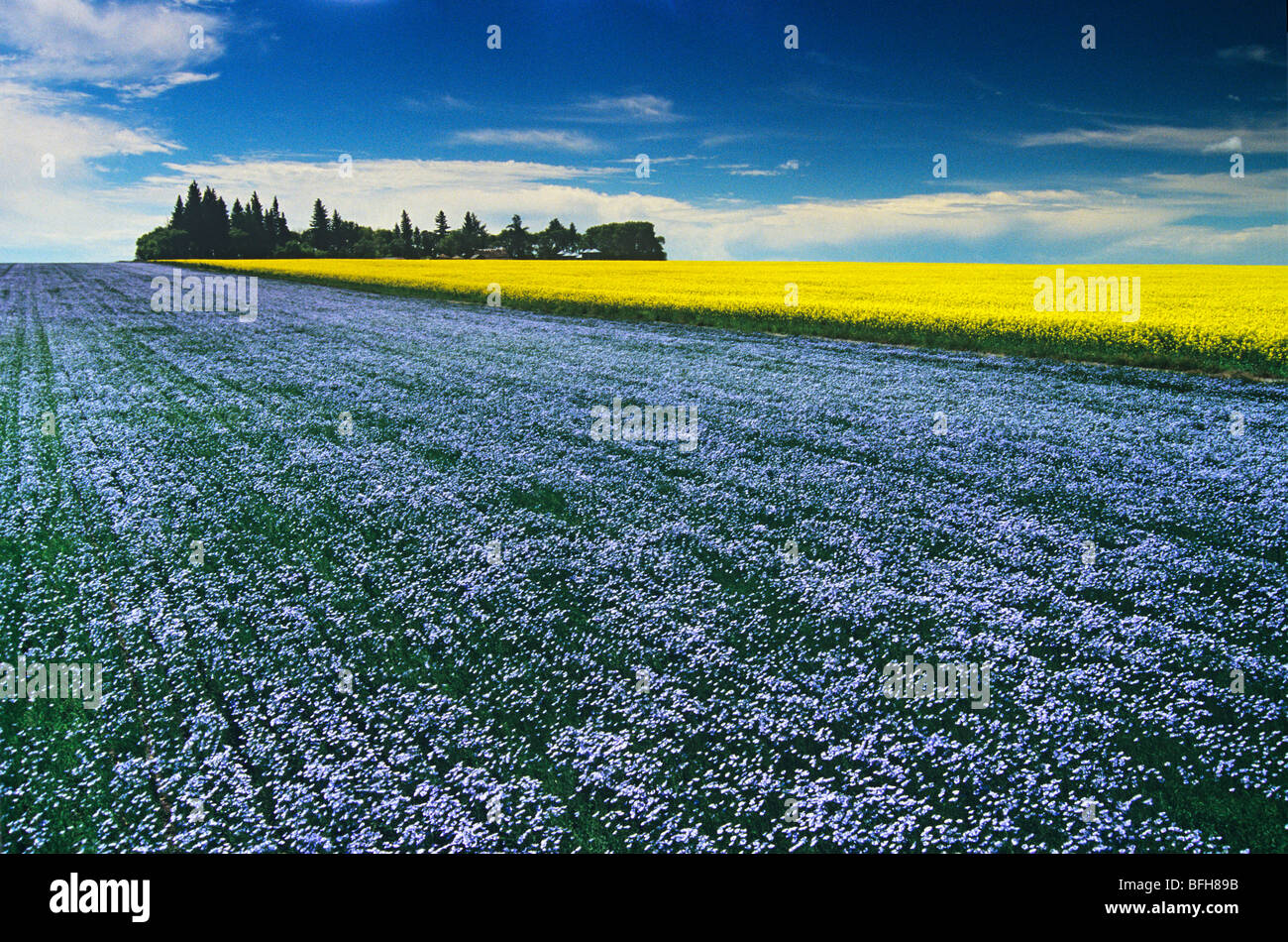 Flax fields hi-res stock photography and images - Alamy