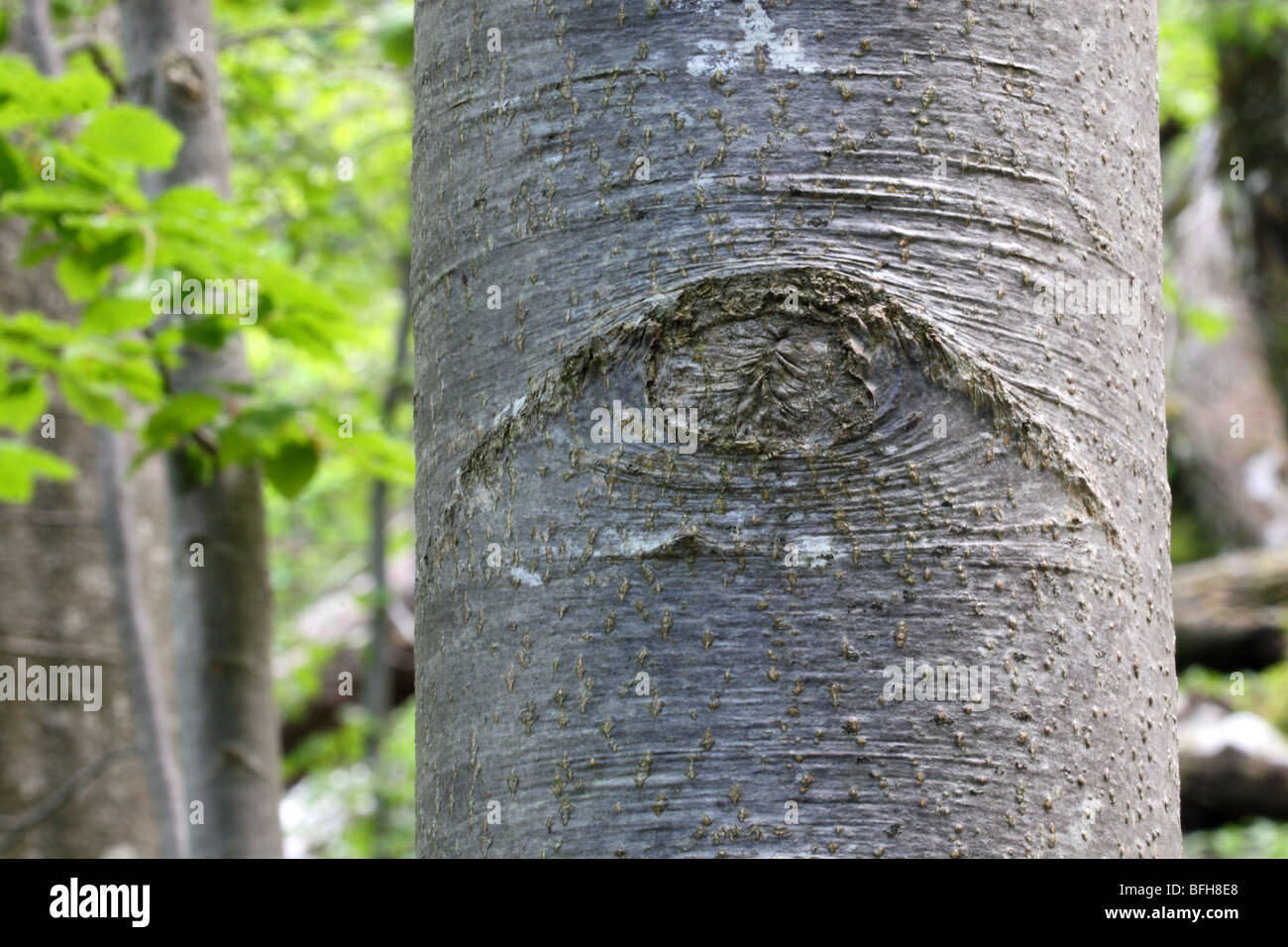 Eye in the tree hi-res stock photography and images - Alamy