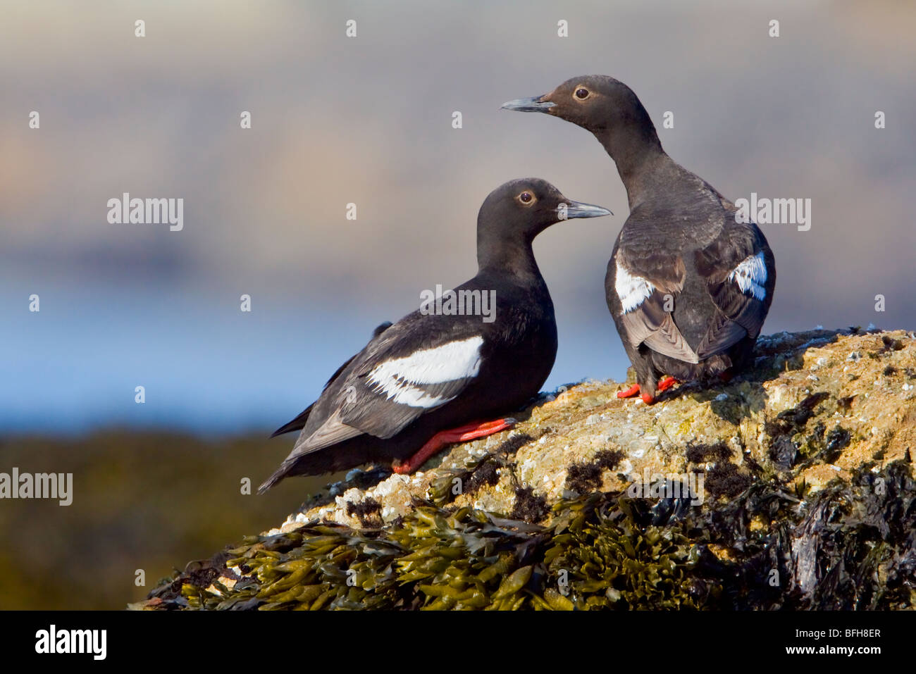 Guillemots in sea hi-res stock photography and images - Alamy