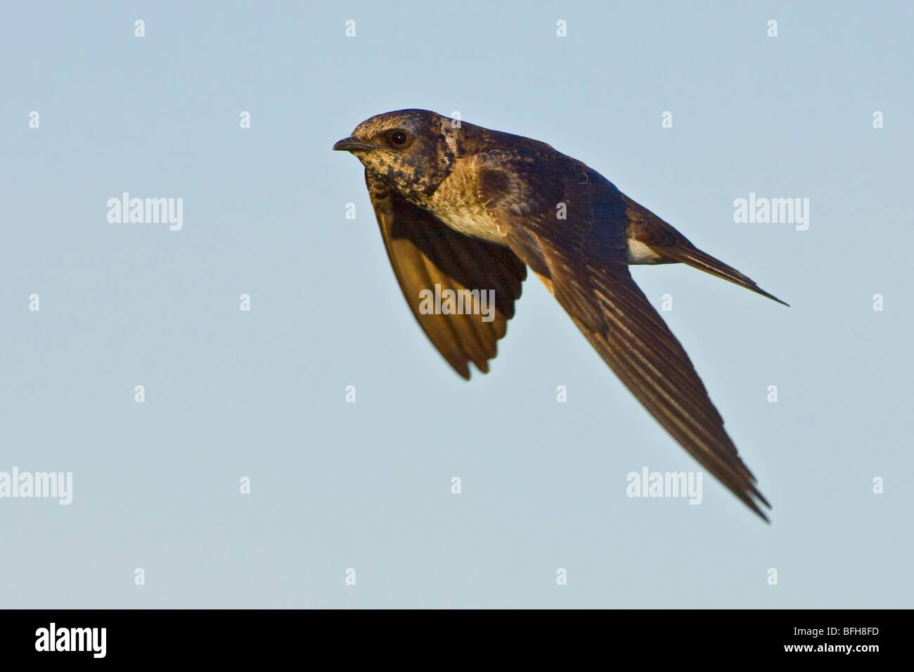 Purple Martin High Resolution Stock Photography and Images - Alamy
