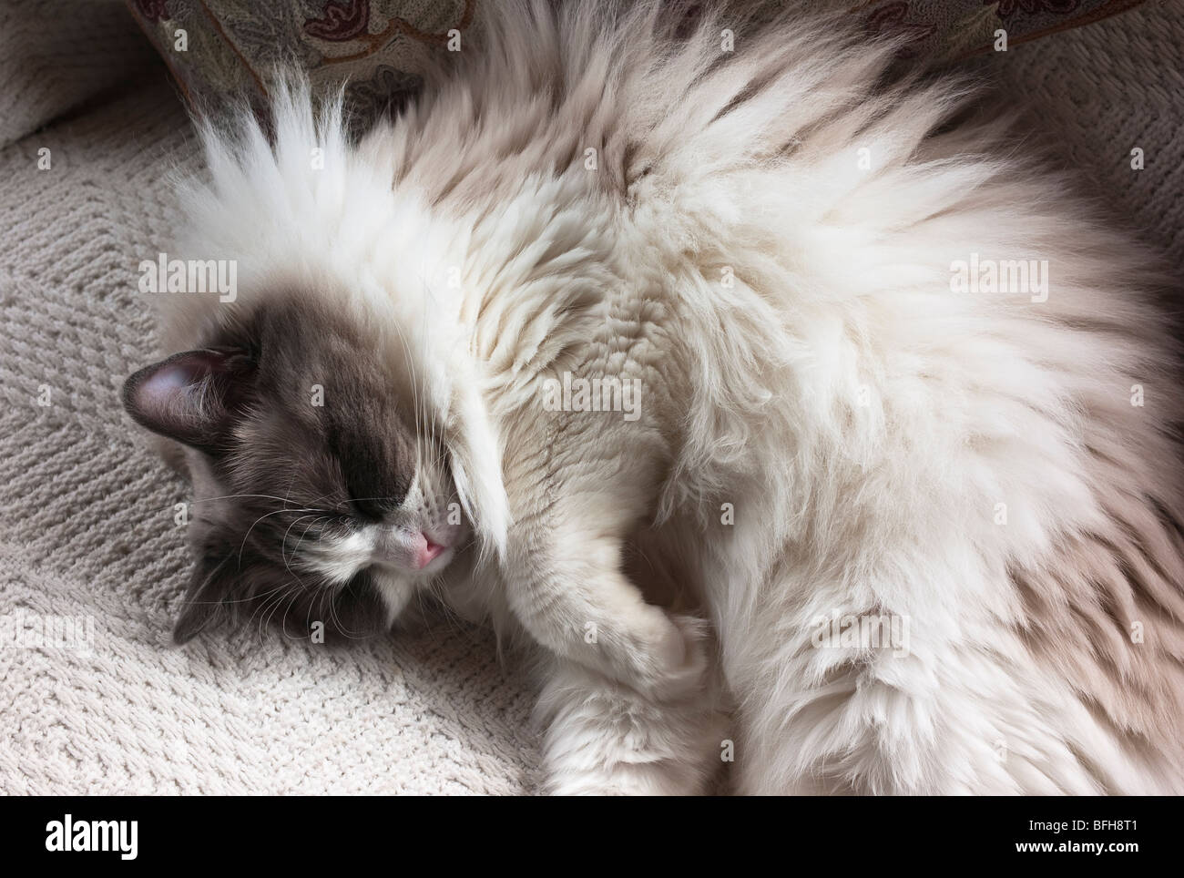 A young fluffy Ragdoll cat sleepingg Stock Photo - Alamy