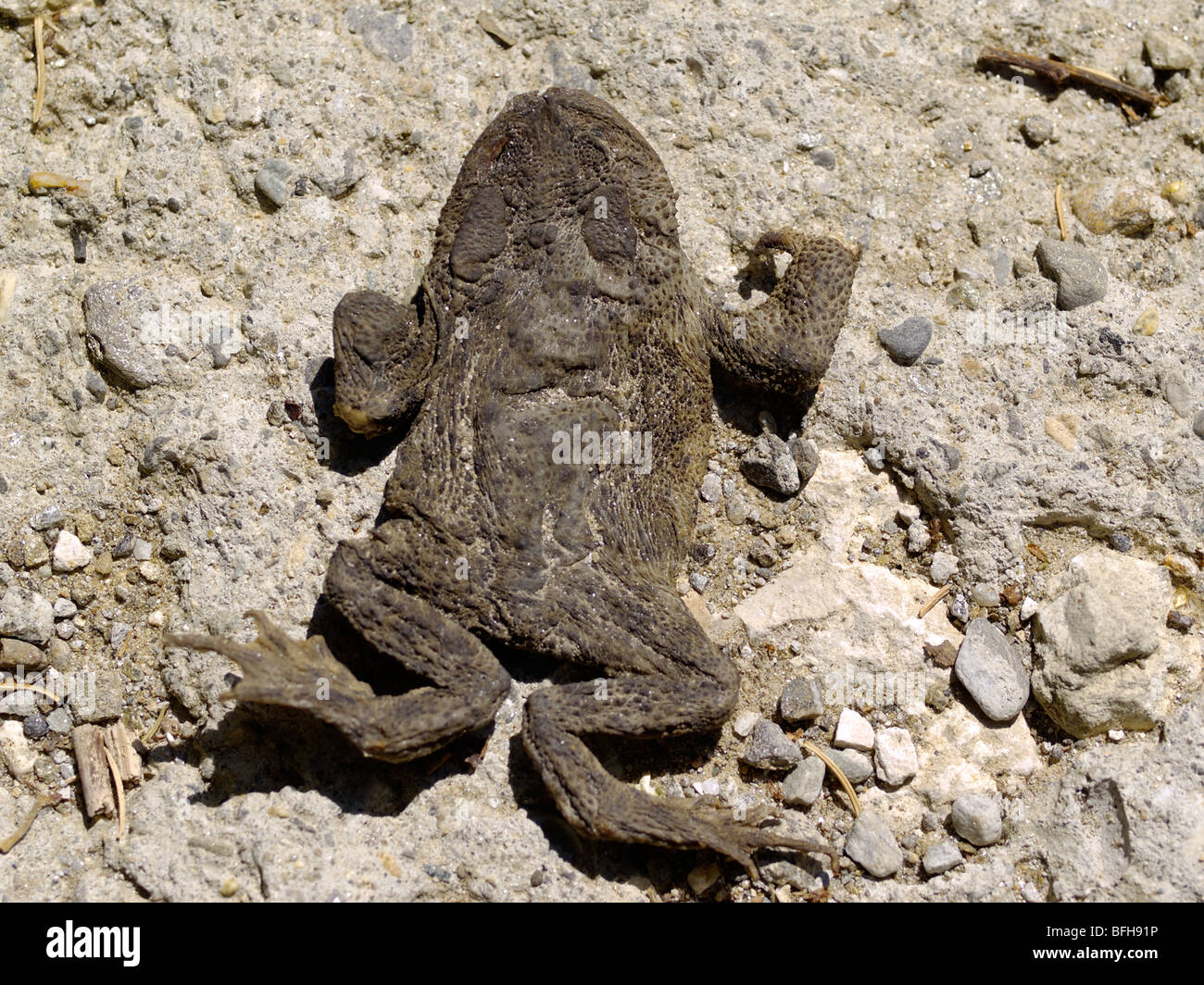 Toad dead hi-res stock photography and images - Alamy