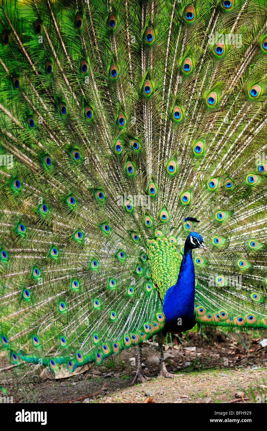 Male Peacock With Plumage Spread In Beacon Hill Park Victoria Bc